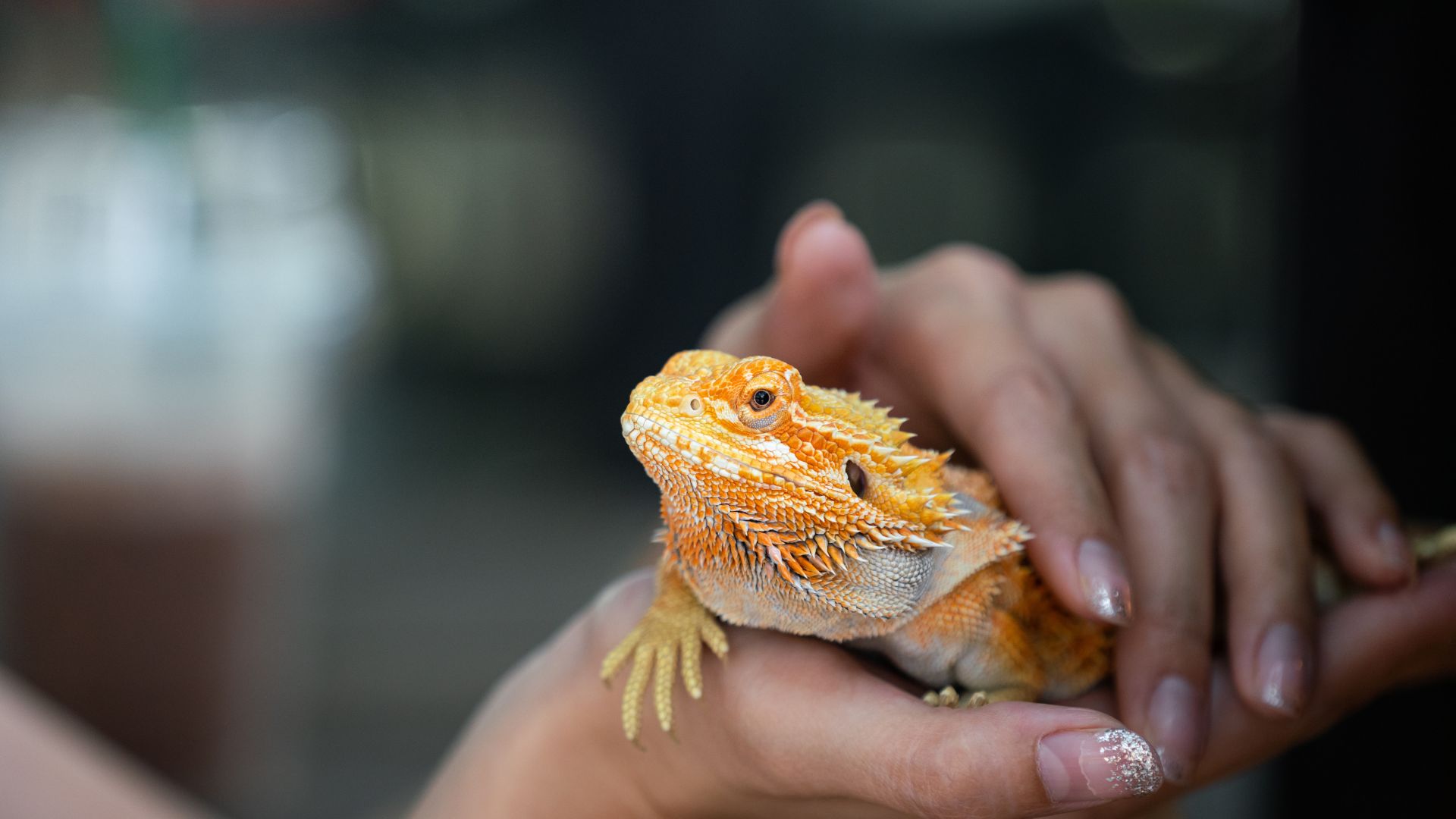 Exotic Pet Care In Malvern, PA | Malvern Veterinary Hospital
